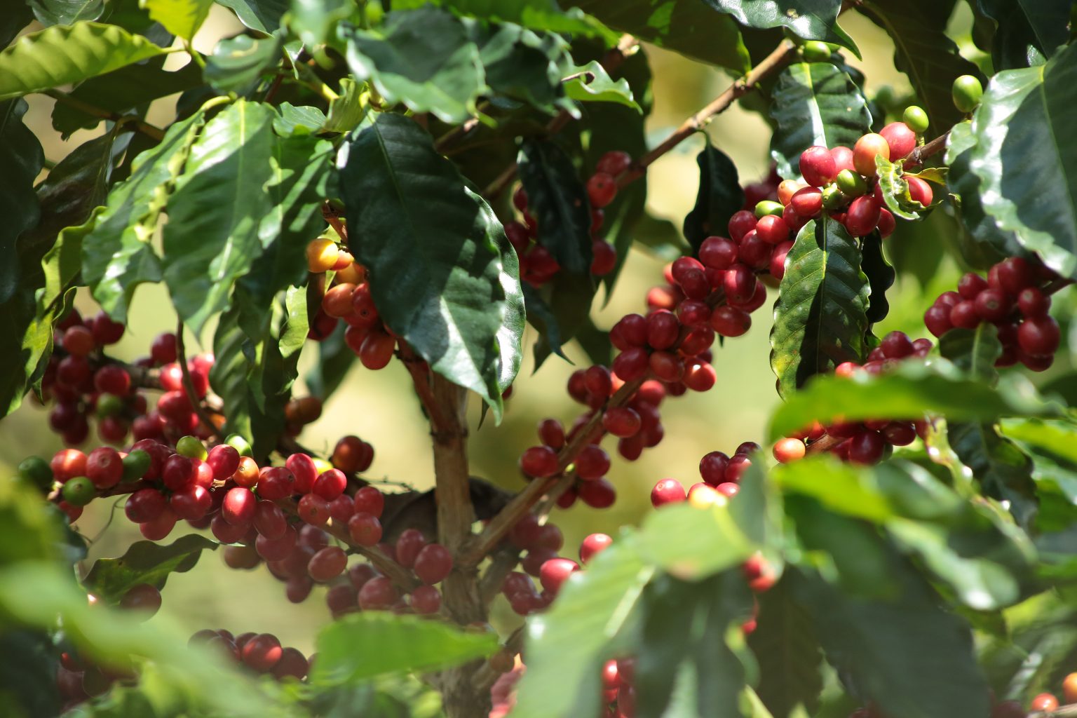 Café del Magdalena - Federación Nacional de Cafeteros Magdalena